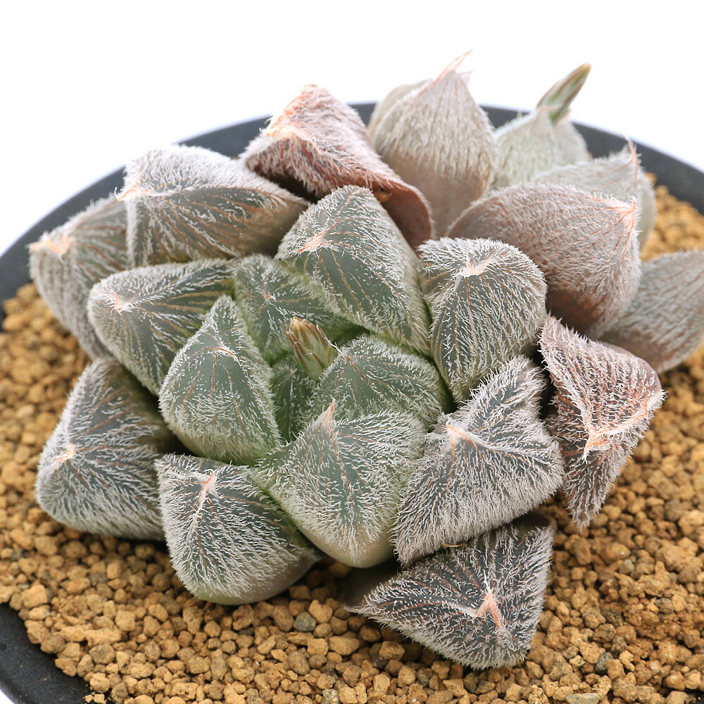【楽天市場】（多肉植物）ハオルチア ベヌスタ 3号（1鉢）：charm 3980 楽天市場店