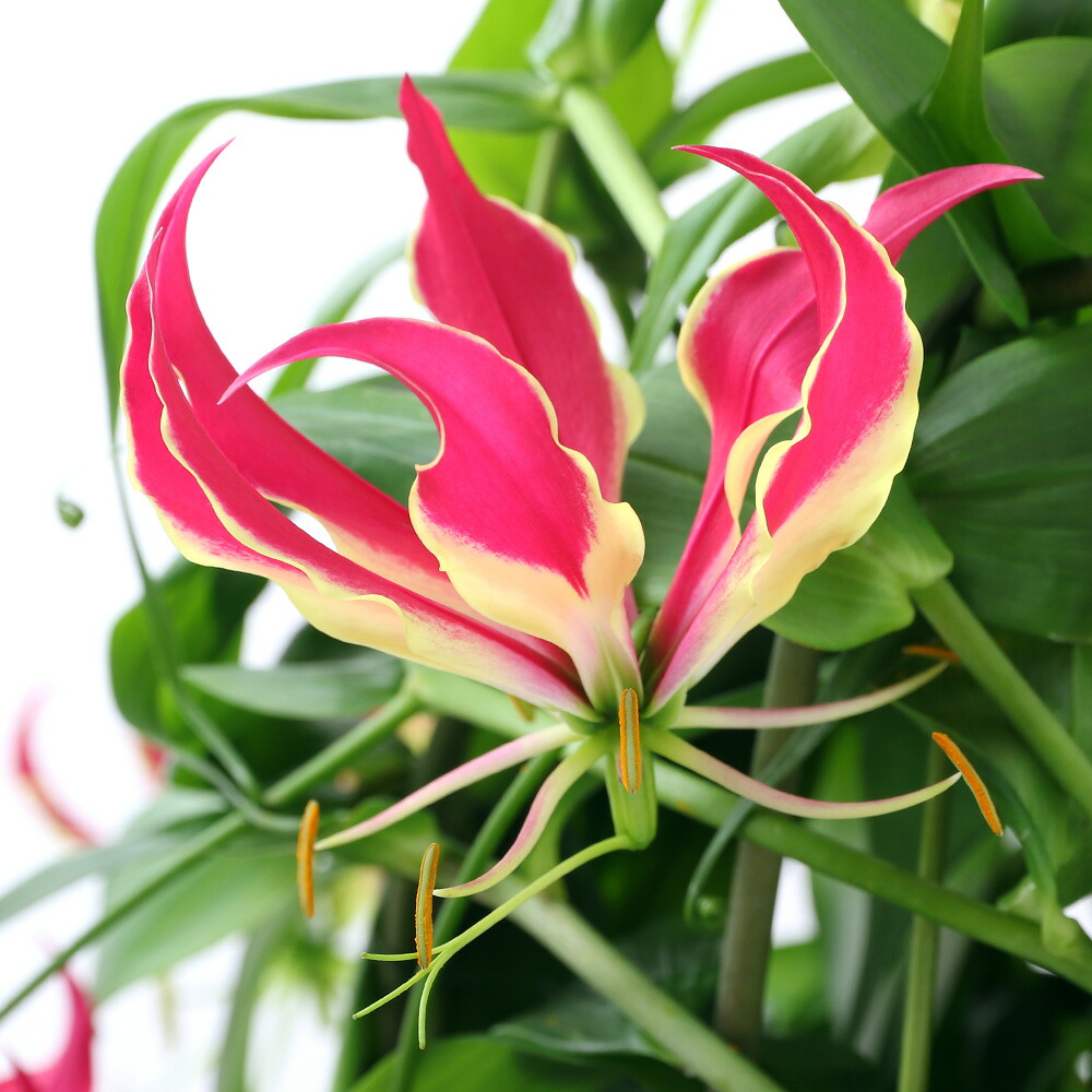 【楽天市場】（観葉植物）グロリオサ あんどん仕立て 6号（1鉢）：charm 3980 楽天市場店