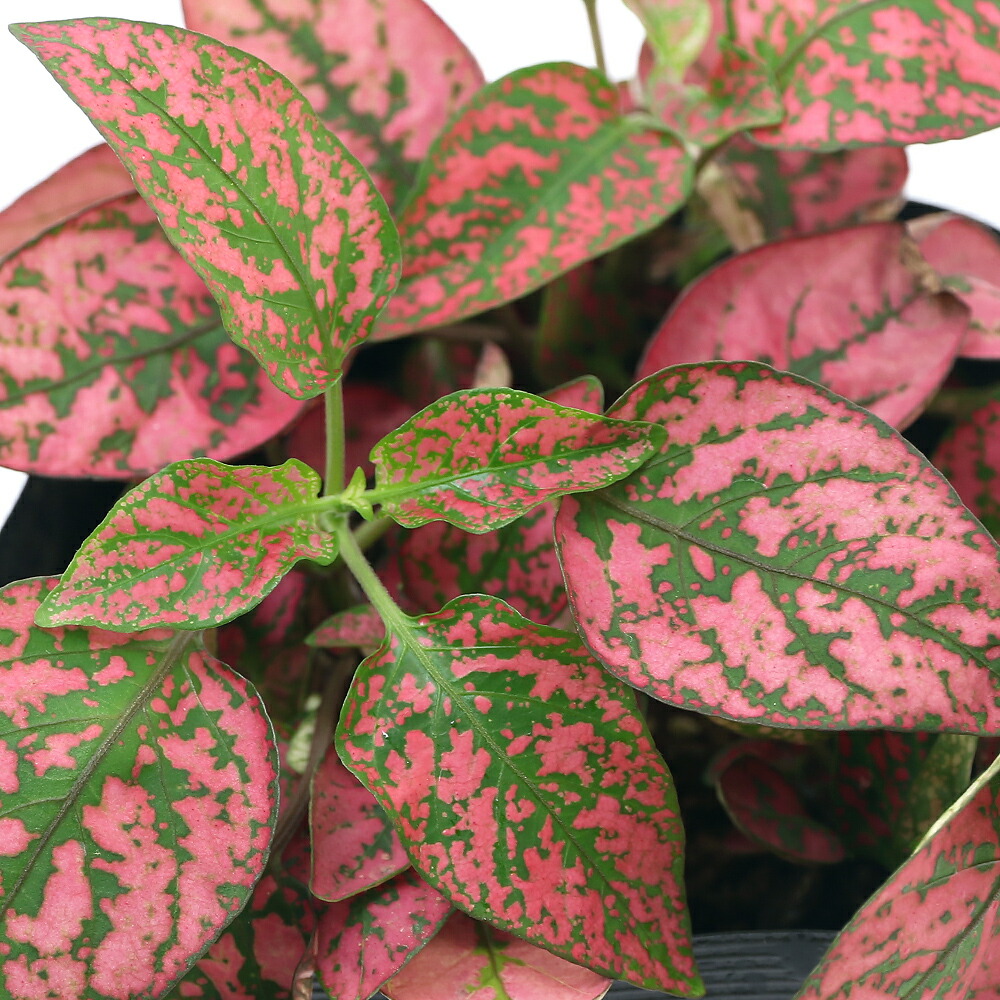 【楽天市場】（観葉植物）ヒポエステス レッド 2．5～3号（1ポット）：charm 3980 楽天市場店