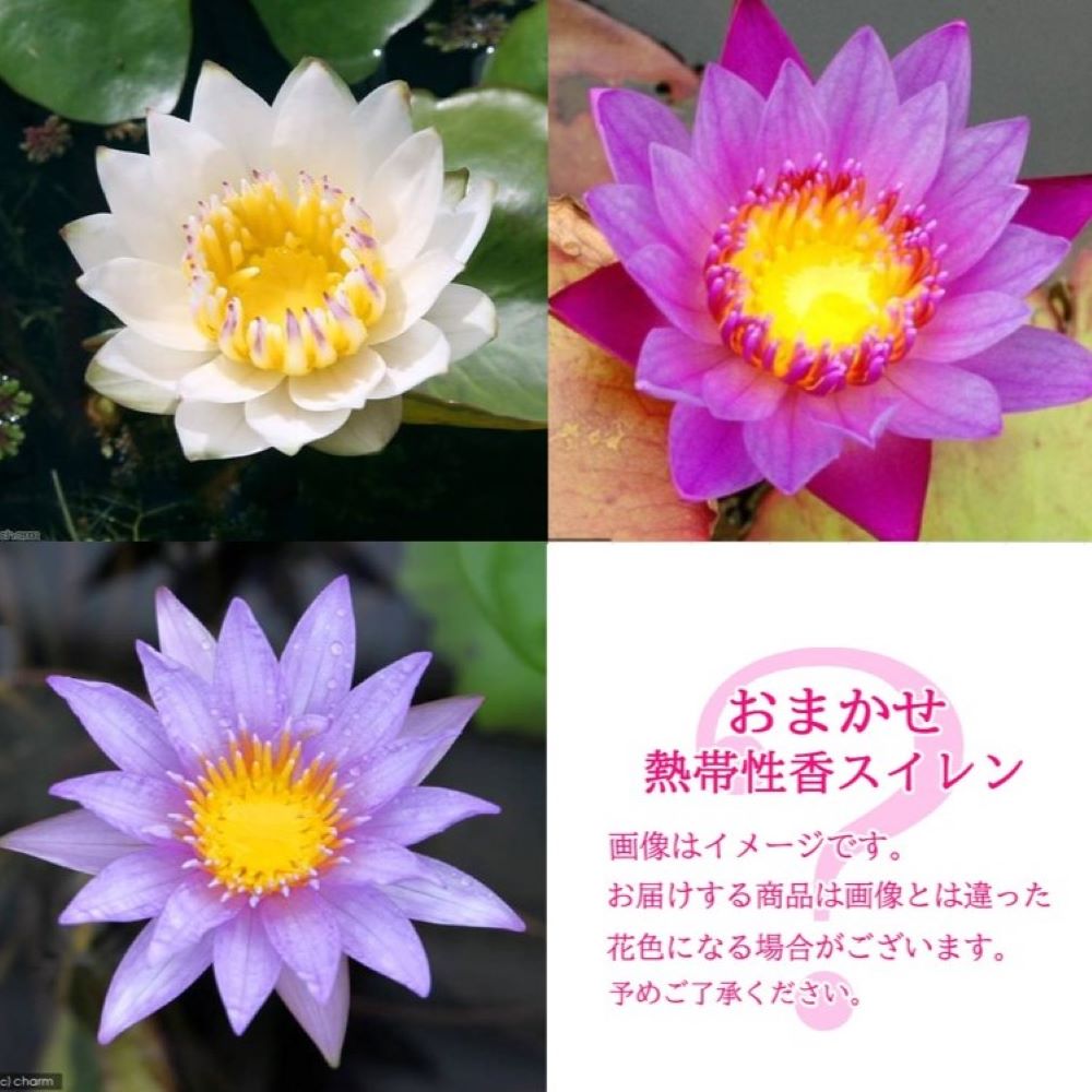 【楽天市場】（ビオトープ）睡蓮 香り 熱帯性睡蓮（スイレン） 色指定なし（1ポット）：charm 3980 楽天市場店