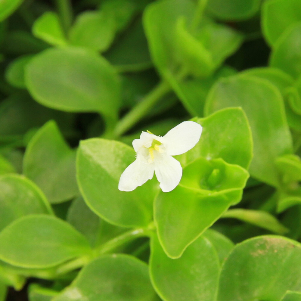 【楽天市場】（ビオトープ）水生植物 白花ヒトミソウ（1ポット） 湿生植物 グランドカバー：charm 3980 楽天市場店