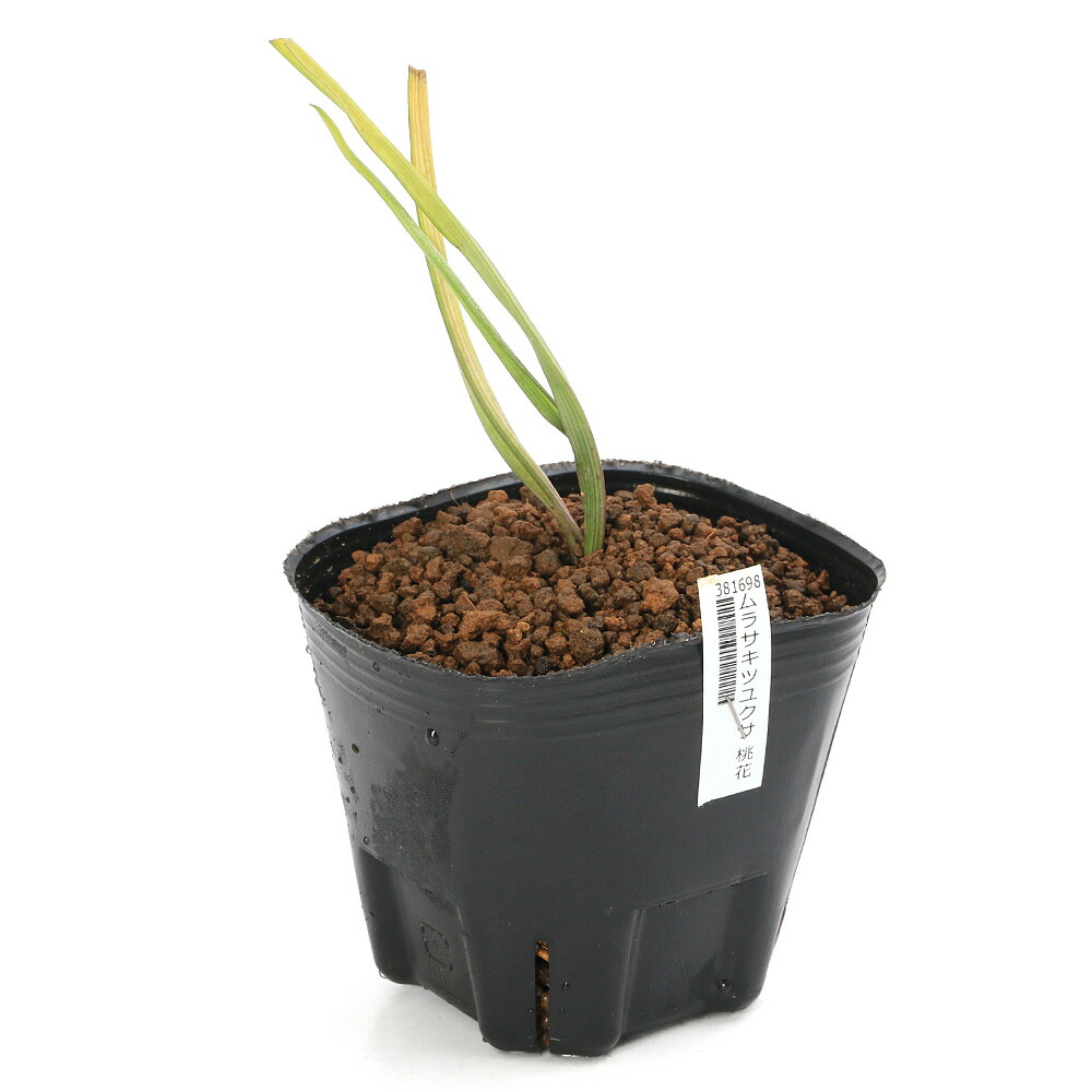 【楽天市場】（観葉植物）ムラサキツユクサ 桃花 3号（1ポット）：charm 3980 楽天市場店