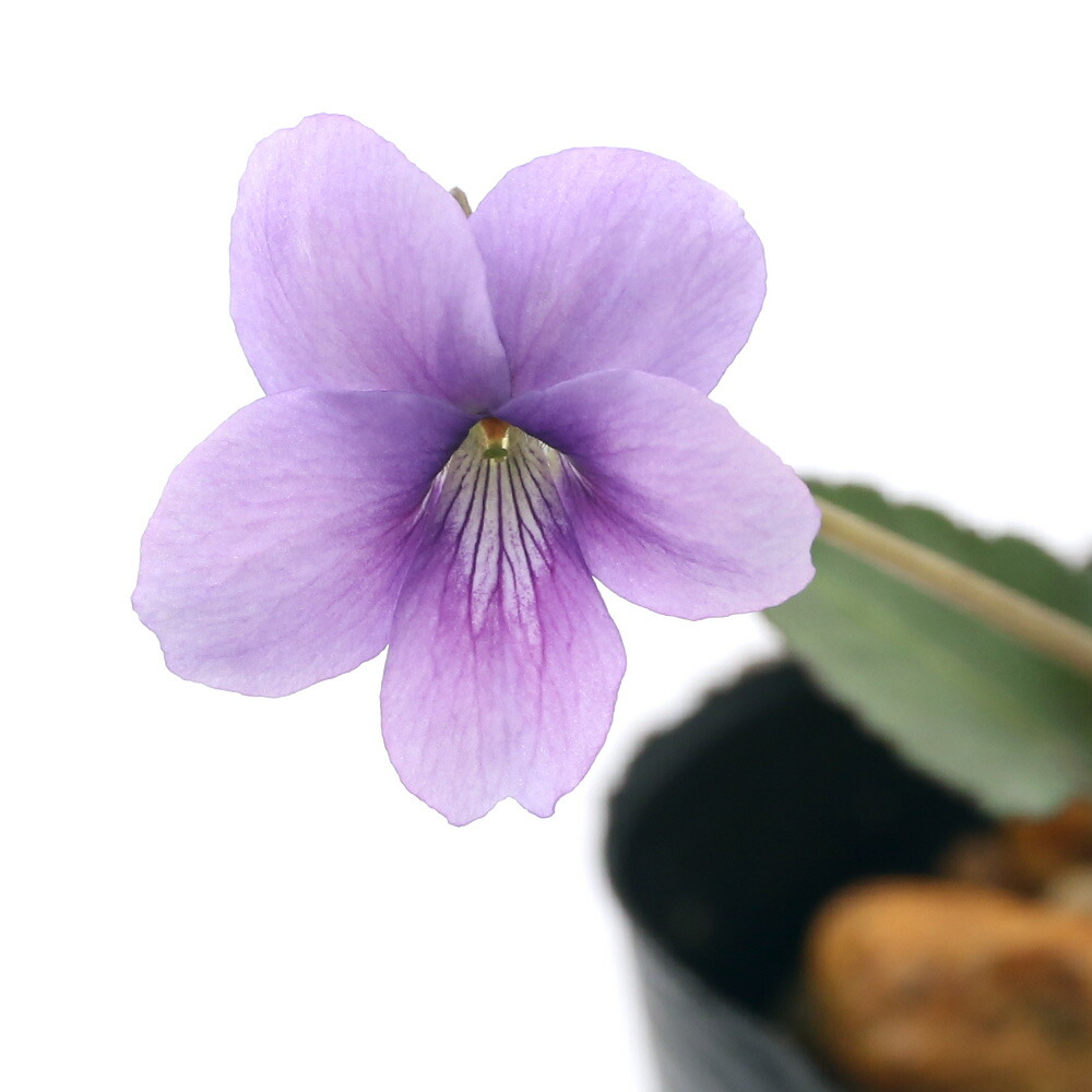 【楽天市場】（山野草）スミレ（菫）サイウン（彩雲）2．5～3号（1ポット）：charm 3980 楽天市場店