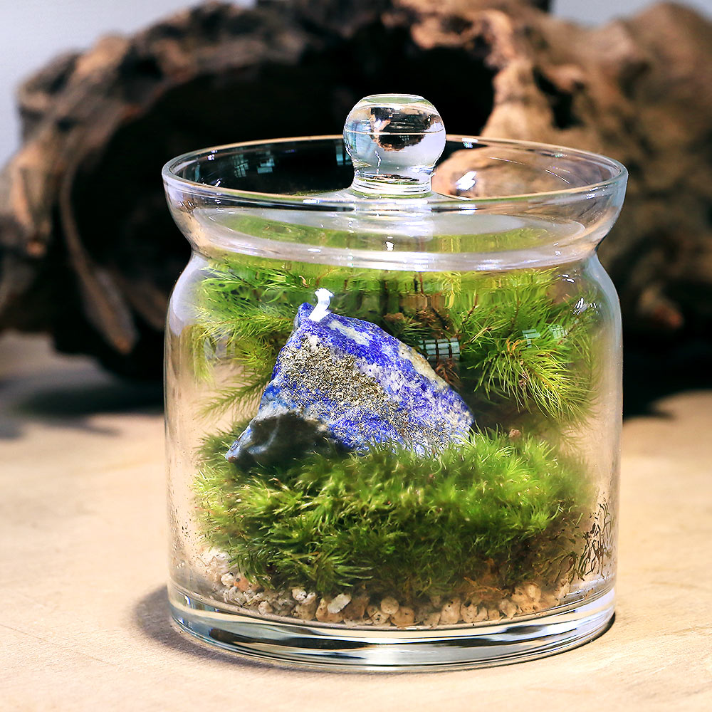 【楽天市場】（観葉植物）苔テラリウム 鉱石レイアウト ラピスラズリ（瑠璃）ガラスポットS 説明書付：charm 3980 楽天市場店