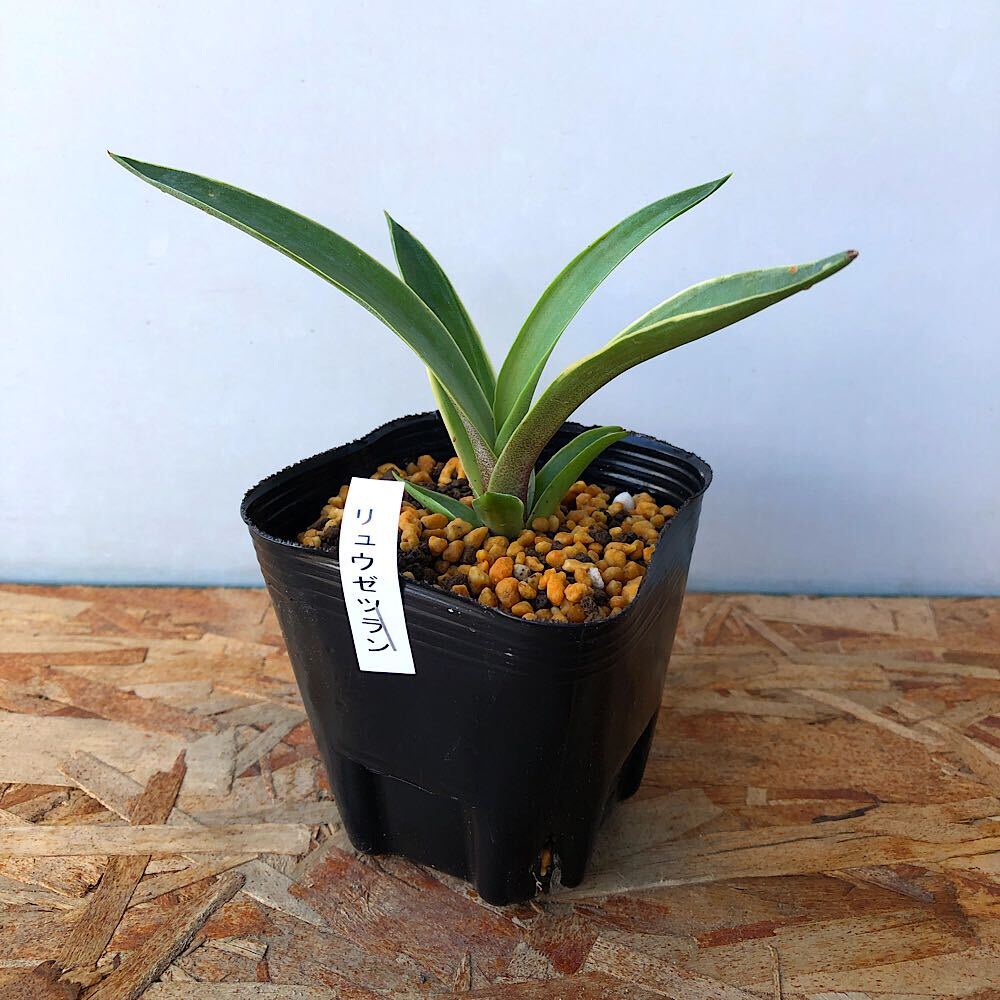 【楽天市場】（山野草）リュウゼツラン（竜舌蘭） 3号（1ポット）：charm 3980 楽天市場店