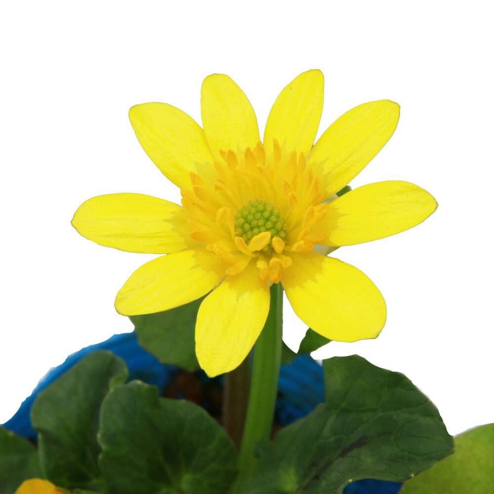 【楽天市場】（山野草）大輪ヒメリュウキンカ（マヨール） 2．5～3号（1ポット）：charm 3980 楽天市場店