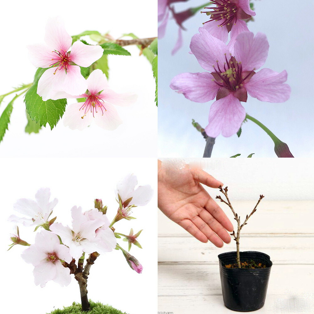 【楽天市場】（山野草）盆栽 サクラ（桜）3種の桜セット 枝垂れ・赤花・白花 3号（1セット）：charm 3980 楽天市場店
