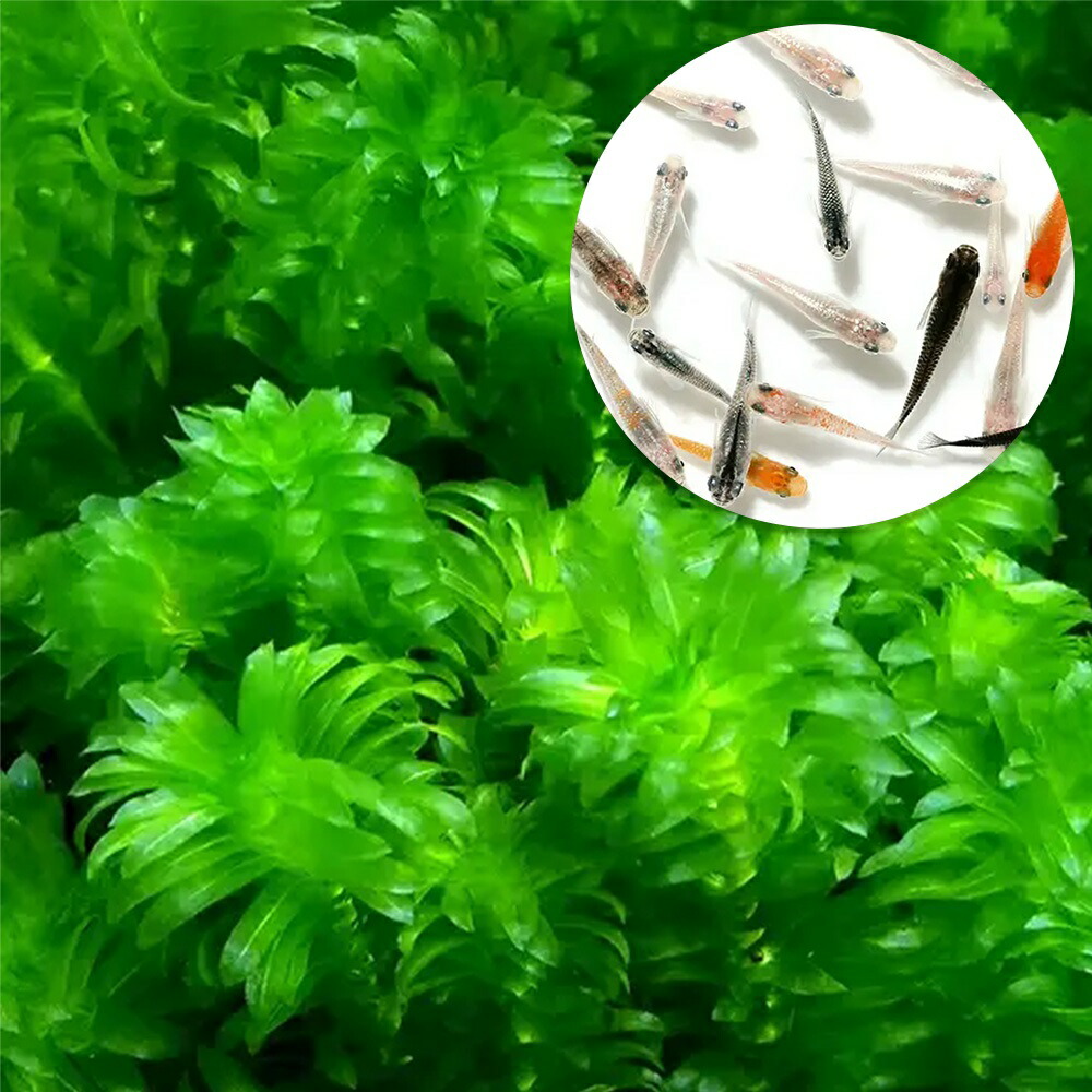 【楽天市場】（めだか）（水草）メダカ・金魚藻 国産 アナカリス（無農薬）（5本）＋ラメメダカ ミックス（5匹）北海道航空便要保温：charm ...