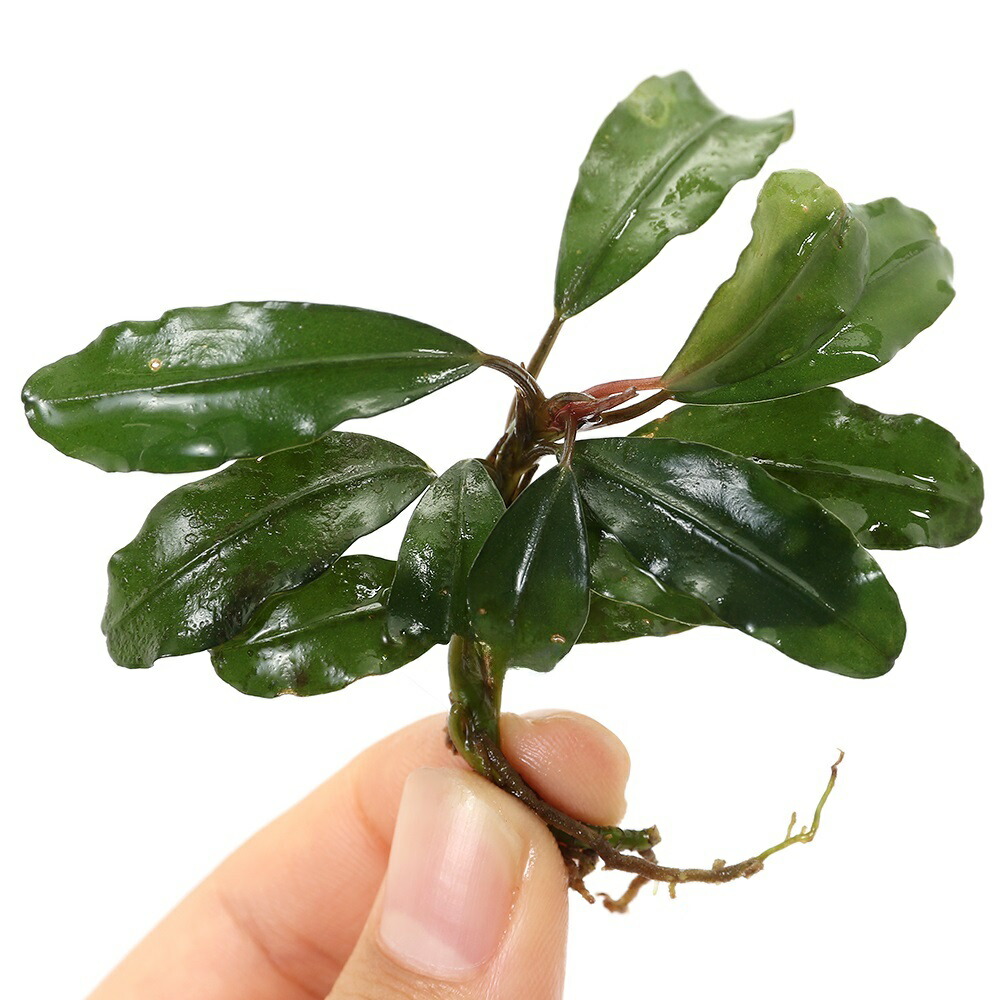 【楽天市場】（水草）ブセファランドラsp．フローラ（水上葉）（1株）：charm 3980 楽天市場店