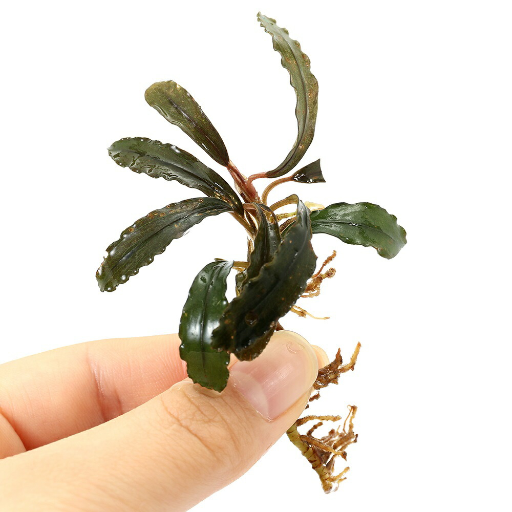 【楽天市場】（水草）ブセファランドラsp．ナルキッソス2（水上葉）（1株）：charm 3980 楽天市場店
