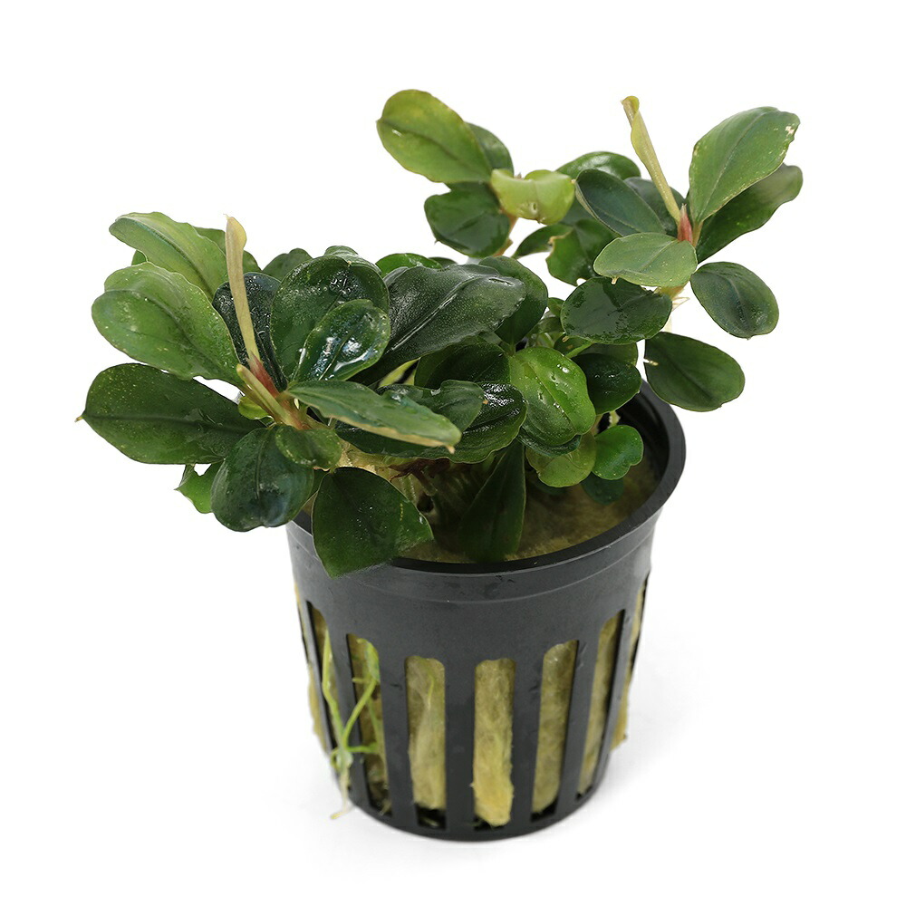 【楽天市場】（水草）ブセファランドラsp．ムラウィ（水上葉）（1ポット）：charm 3980 楽天市場店