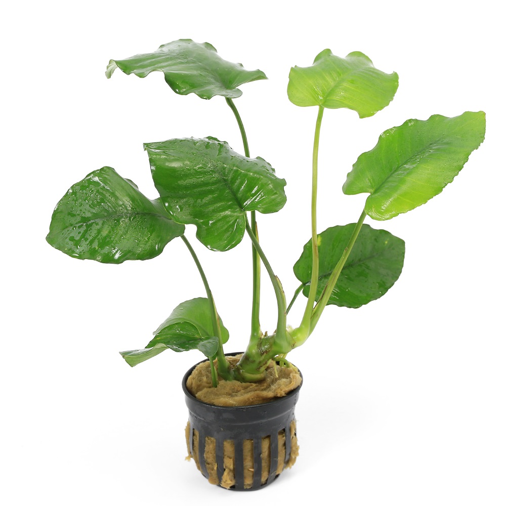 【楽天市場】（水草）アヌビアス エメラルド ブルーム（東南便）（水上葉）（1ポット分）：charm 3980 楽天市場店