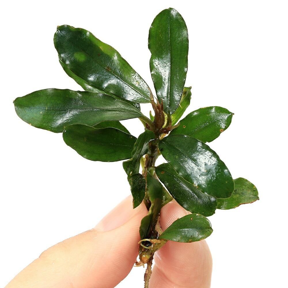 【楽天市場】（水草）ブセファランドラsp．ネプチューン（水上葉）（1株）：charm 3980 楽天市場店