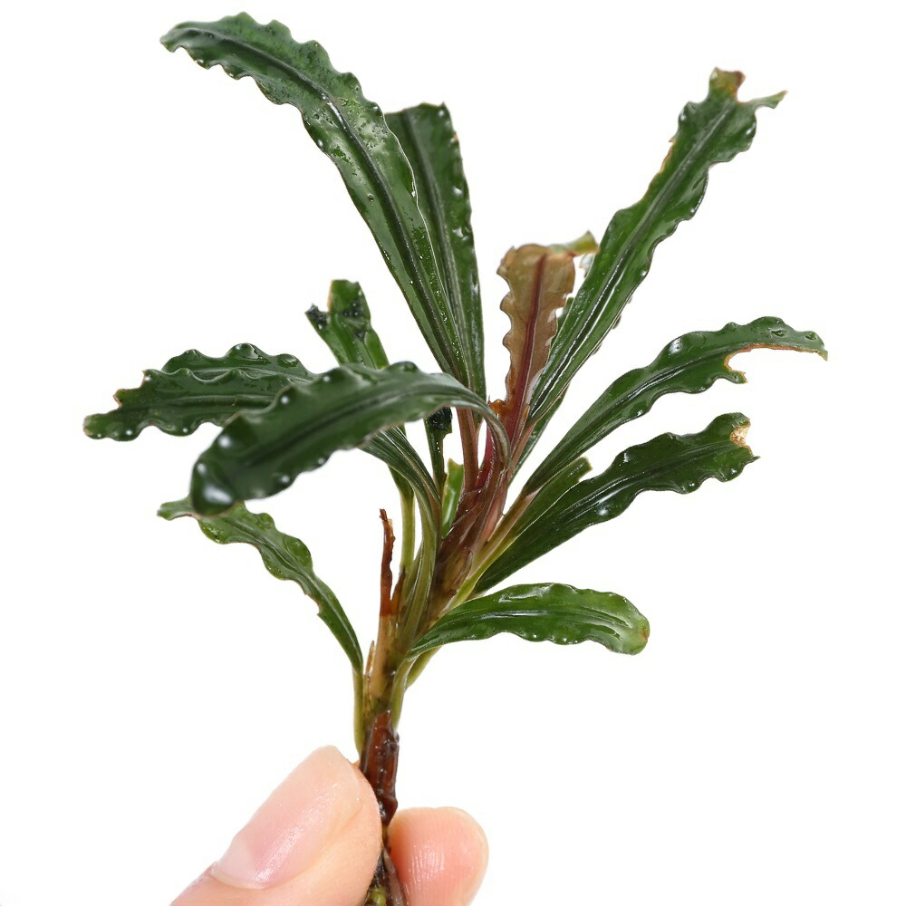 【楽天市場】（水草）ブセファランドラsp．ロングステム（水上葉）（1株）：charm 3980 楽天市場店