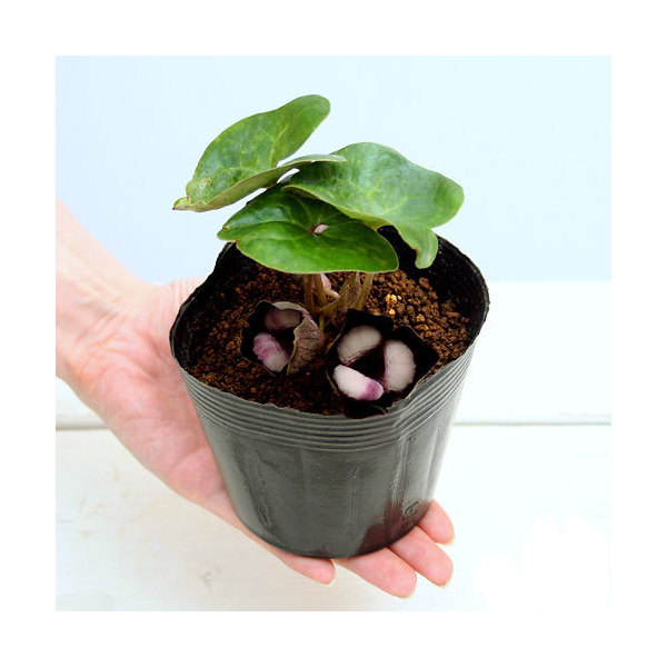 【楽天市場】（山野草）パンダカンアオイ 3号（1ポット）：charm 3980 楽天市場店