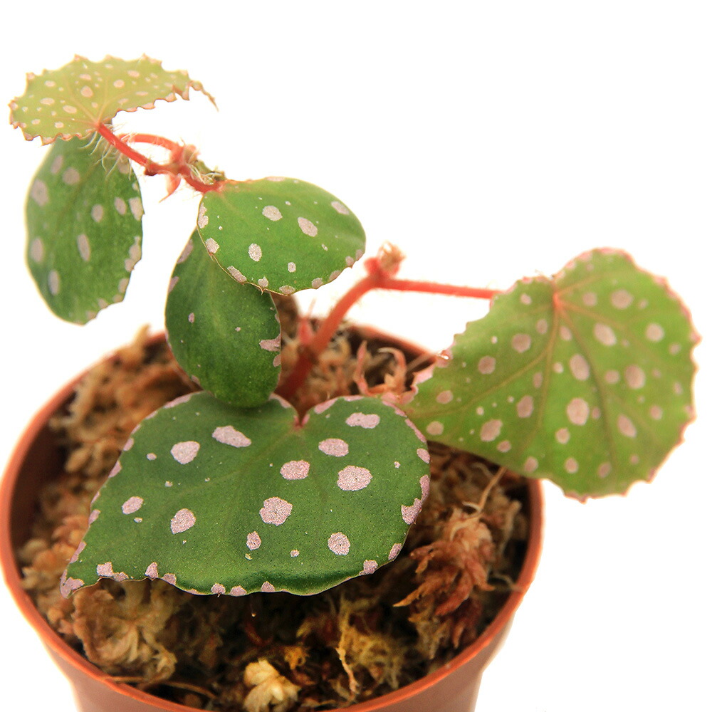 【楽天市場】（テラリウム）ベゴニアsp．Muara Wahau（1ポット）原種ベゴニア：charm 3980 楽天市場店