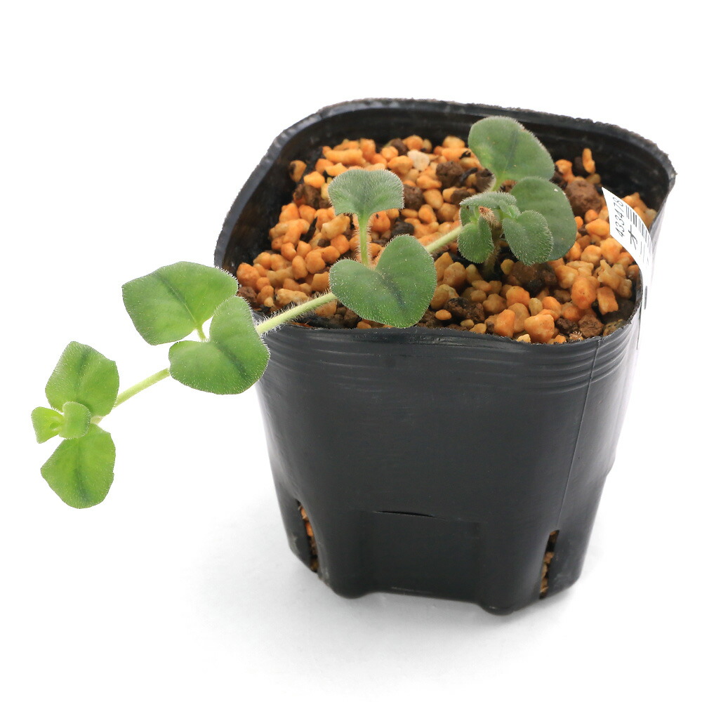 【楽天市場】（山野草）オニコナスビ（鬼小茄子）3号（1ポット）：charm 3980 楽天市場店