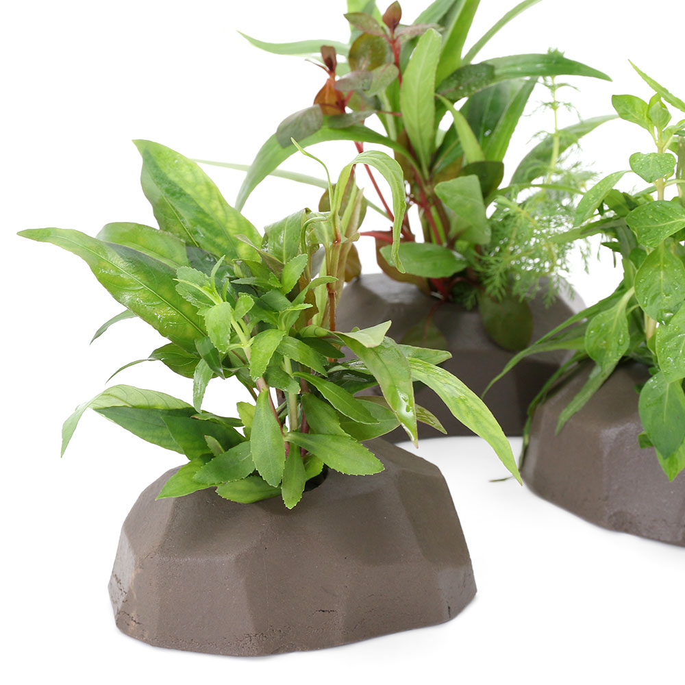 【楽天市場】（水草）ゼオライト（グレー） ザ ボンサイ（無農薬）（1個）：charm 3980 楽天市場店