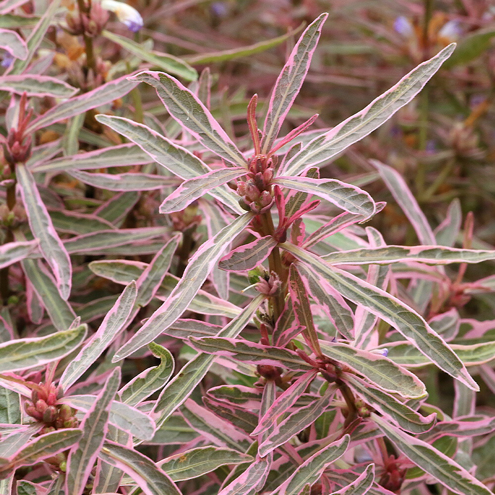 【楽天市場】（水草）ハイグロフィラsp．チャイ（水上葉）（無農薬）（1本）：charm 3980 楽天市場店