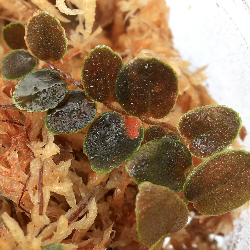 【楽天市場】（テラリウム）マルクグラビアsp．ブラウン（1カップ） 北海道航空便要保温：charm 3980 楽天市場店