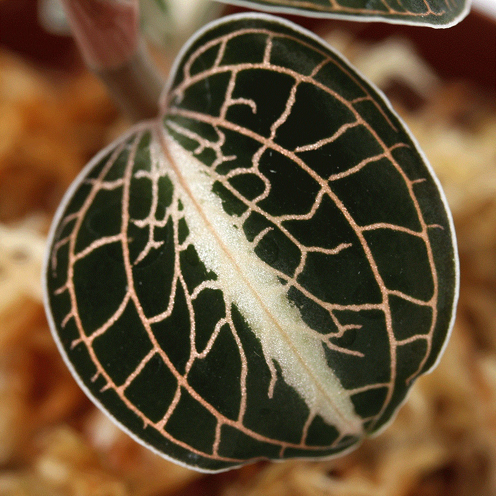 【楽天市場】（テラリウム）アネクトキルス リレイ ローズ（1ポット） 北海道航空便要保温：charm 3980 楽天市場店