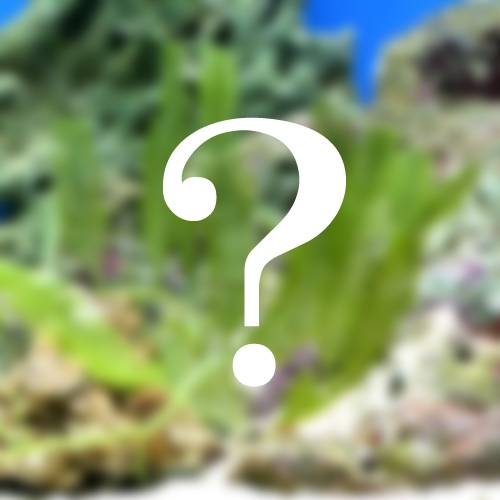 【楽天市場】（海水魚）海藻 生餌 おまかせ海藻 50g：charm 3980 楽天市場店