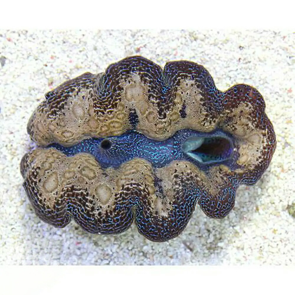 【楽天市場】（サンゴ）ヒメシャコガイ おまかせカラー Lサイズ（1匹）：charm 3980 楽天市場店