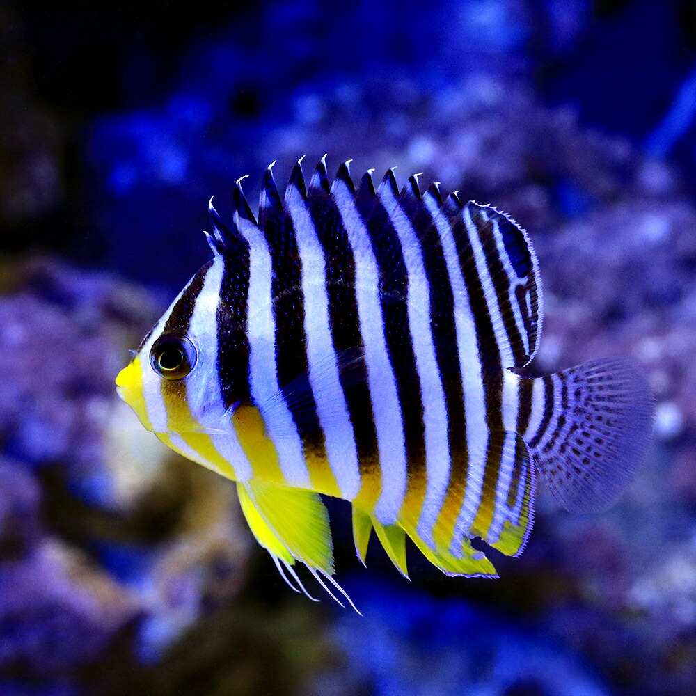 【楽天市場】（海水魚）ヤッコ マリンドッケ産 シマヤッコ（1匹）：charm 3980 楽天市場店