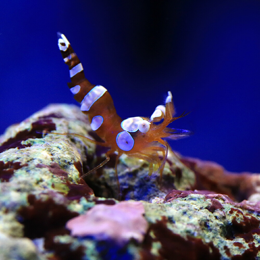 【楽天市場】（海水魚）エビ イソギンチャクモエビ ブリード（1匹）：charm 3980 楽天市場店