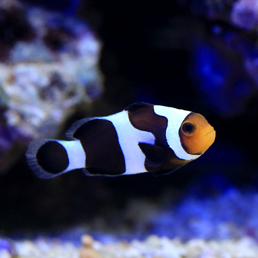 【楽天市場】（海水魚）ブラッククラウンオセラリス（ブリード）（1匹）：charm 3980 楽天市場店