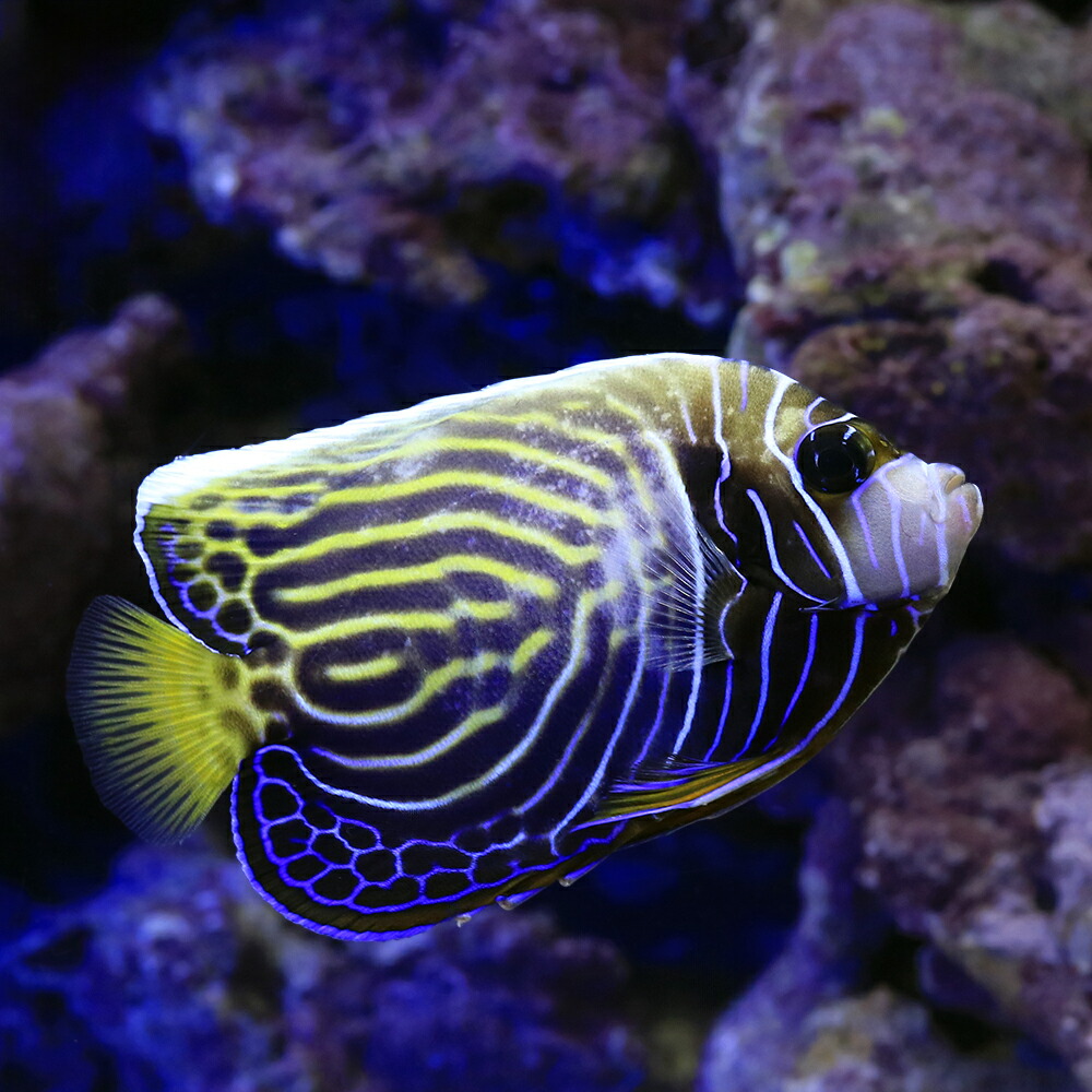 【楽天市場】（海水魚）ヤッコ マニラ産 ウズキン（1匹）：charm 3980 楽天市場店