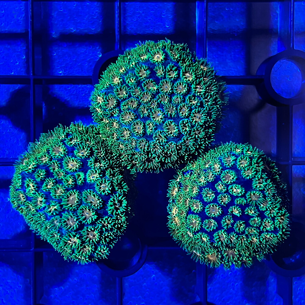 【楽天市場】（サンゴ）トゲルリサンゴ グリーン プラグ付き（1個）：charm 3980 楽天市場店