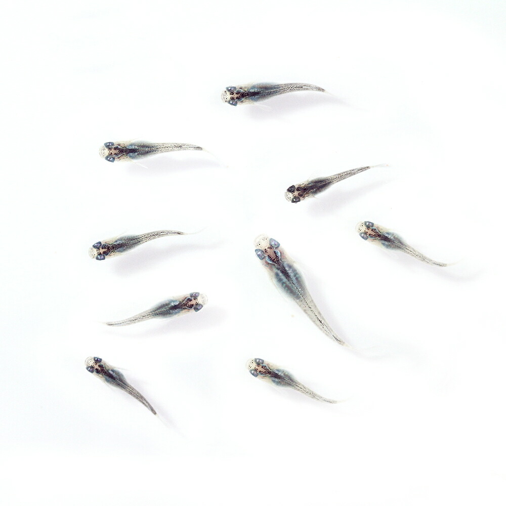 【楽天市場】（めだか）無選別 ブルースターダストメダカ 稚魚（5匹）：charm 3980 楽天市場店
