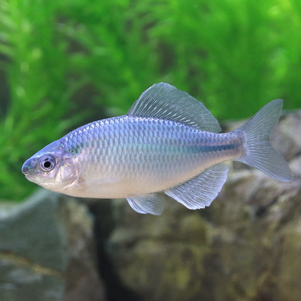【楽天市場】（淡水魚）カネヒラ ブルーメタリック（5匹） 関東当日便：charm 3980 楽天市場店