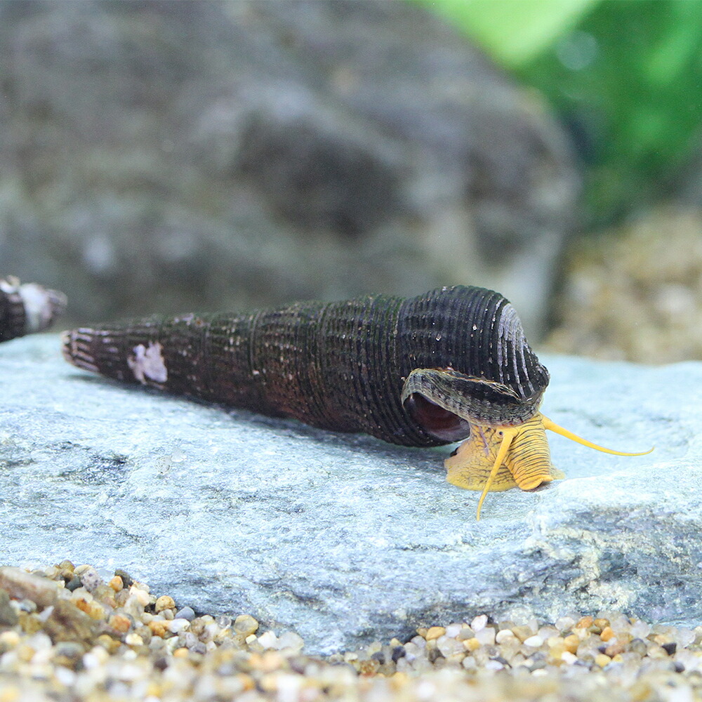 【楽天市場】（エビ・貝）オレンジラビット・スネール ストライプ（3匹）：charm 3980 楽天市場店