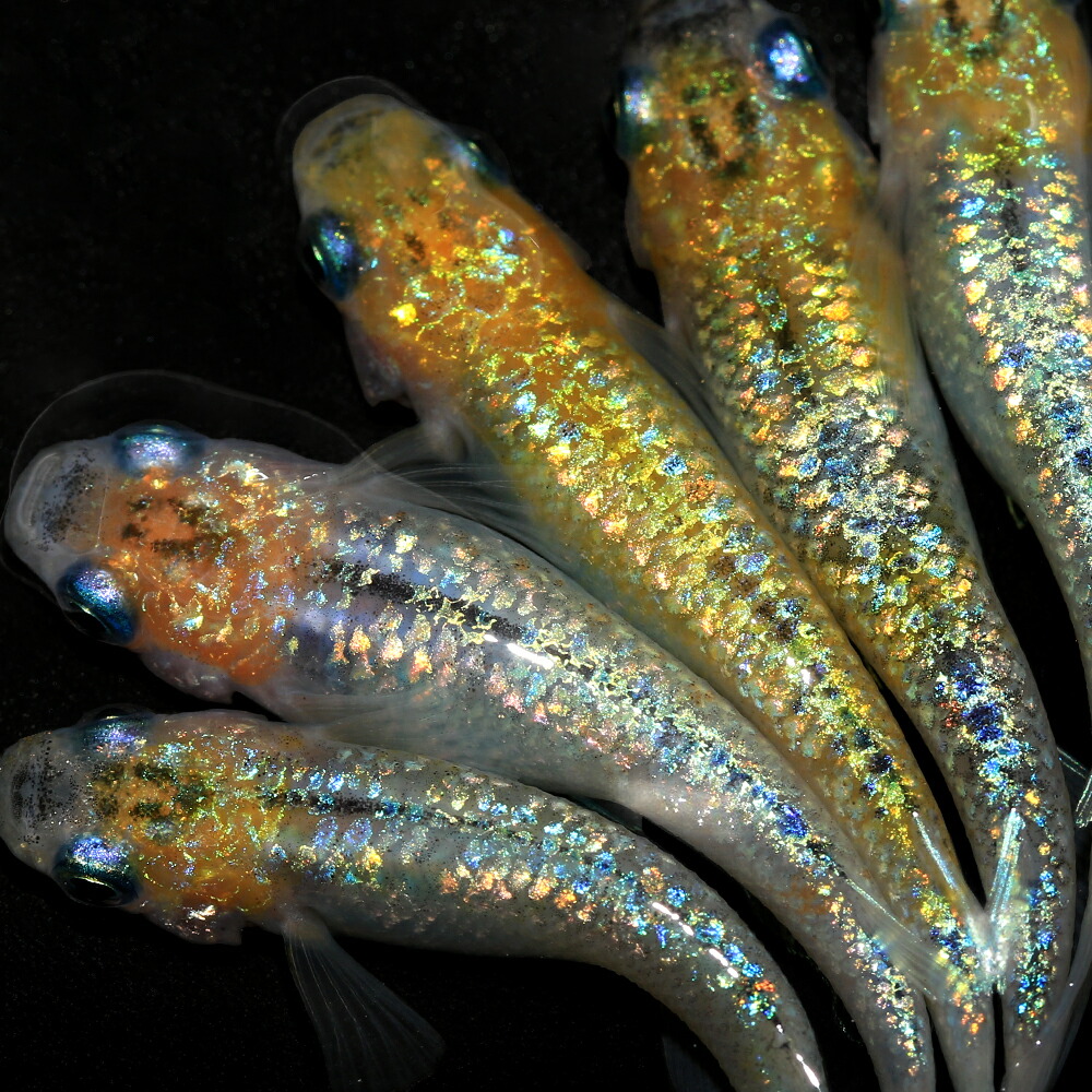 【楽天市場】（めだか）雷虎メダカ 上州めだか直系（5匹）：charm 3980 楽天市場店