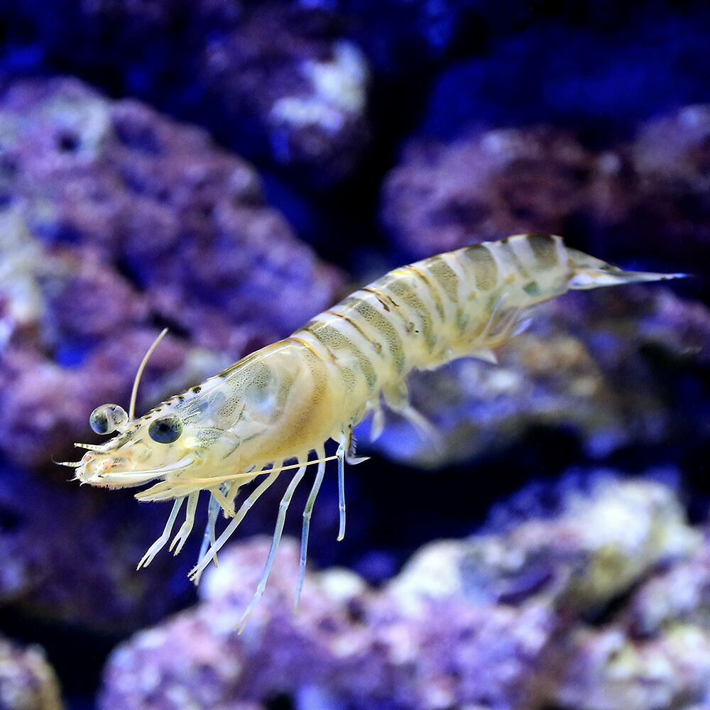 【楽天市場】（生餌）エビ 生餌 サイマキエビ クルマエビ（10匹） 活餌：charm 3980 楽天市場店