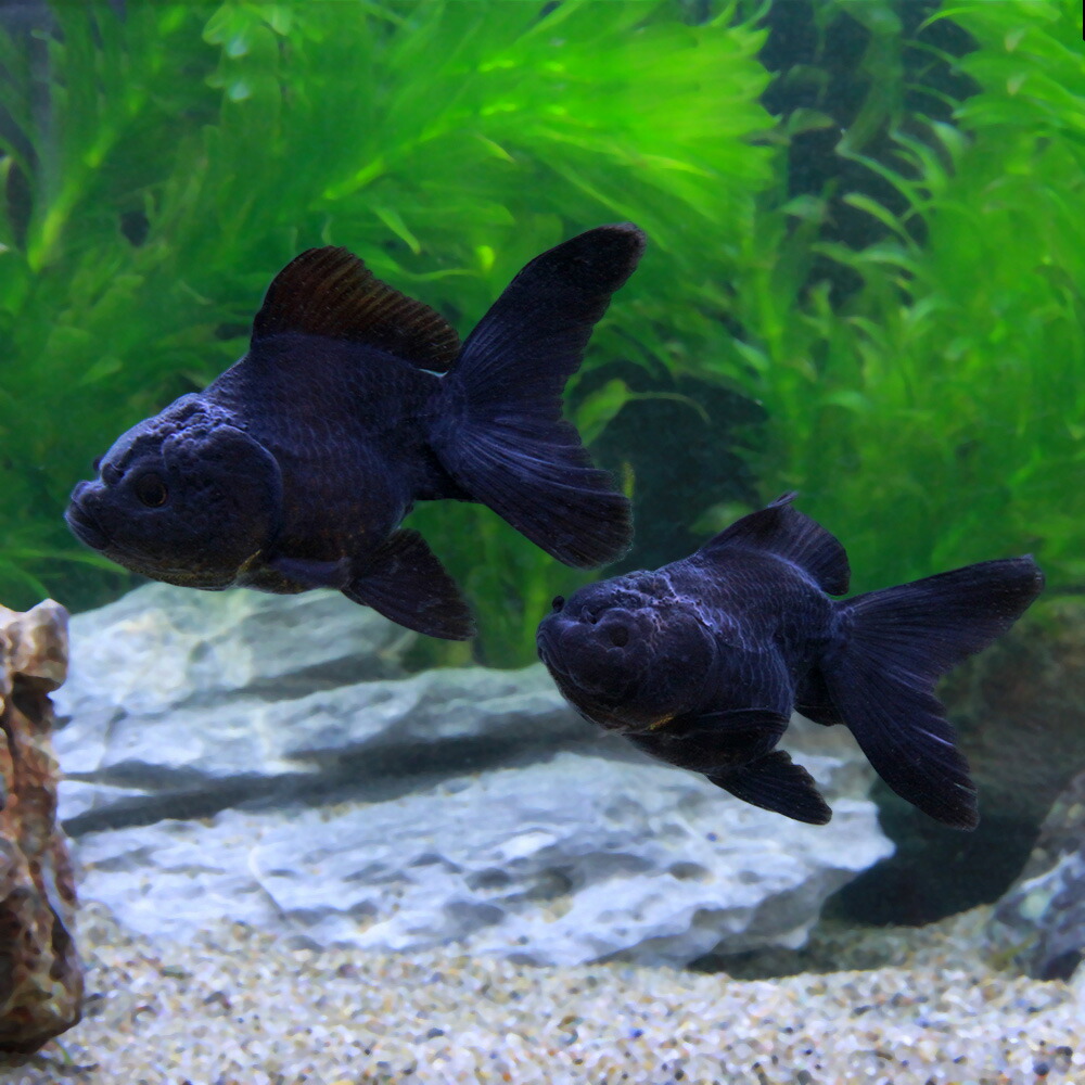 【楽天市場】（国産金魚）黒オランダ獅子頭 薩摩産（1匹）：charm 3980 楽天市場店