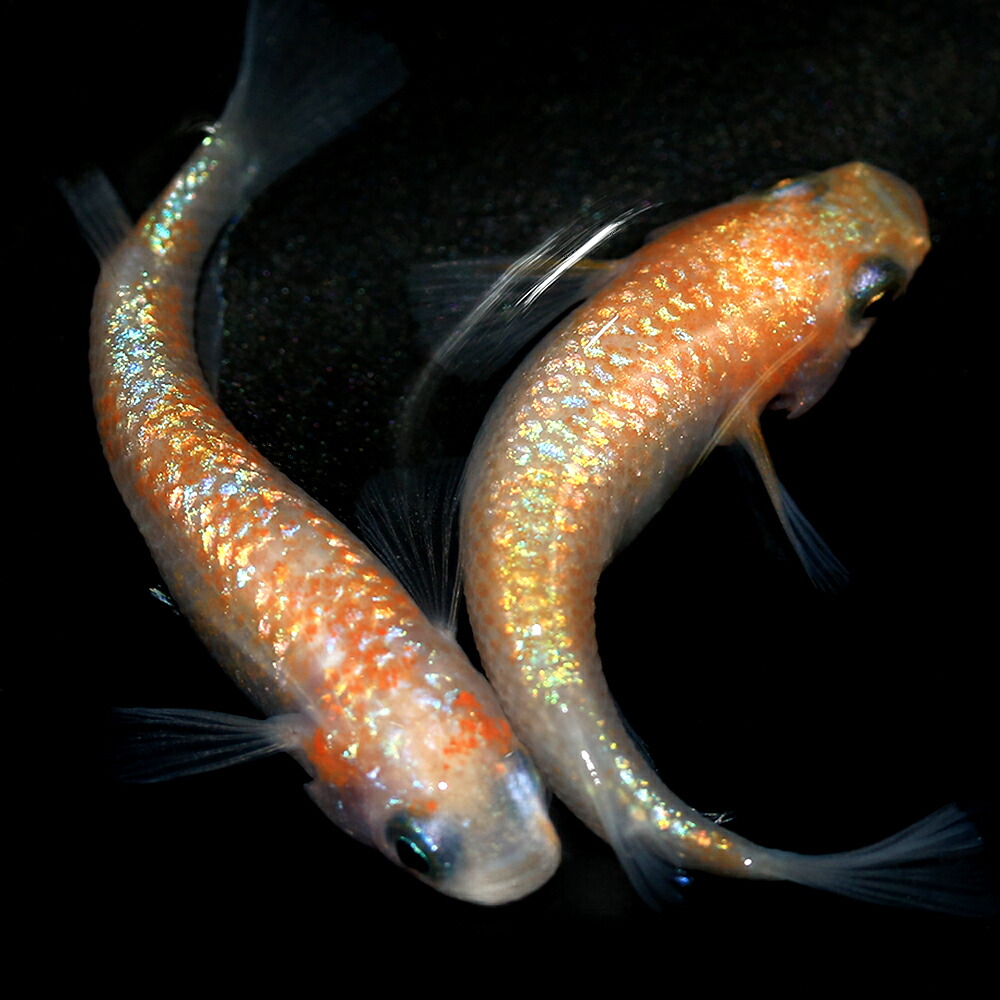 【楽天市場】（めだか）王華メダカ 上州めだか直系（5匹）：charm 3980 楽天市場店