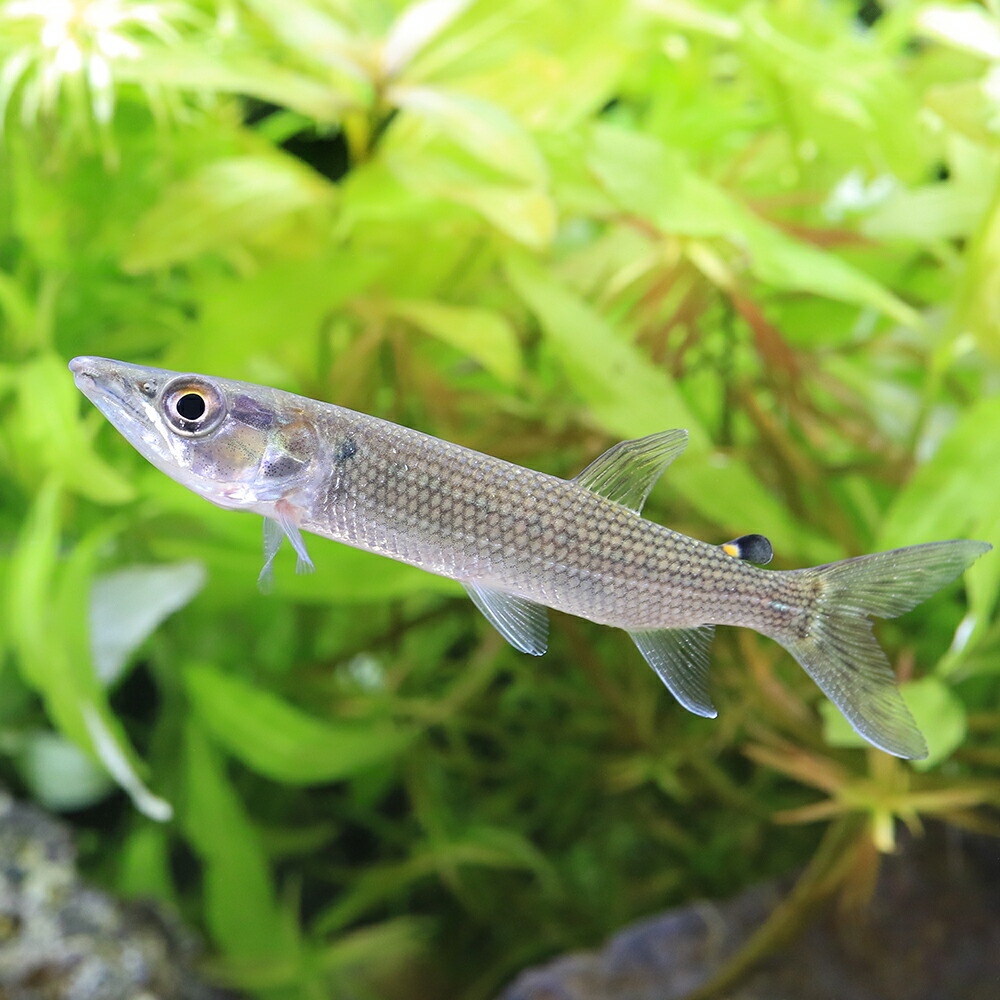 【楽天市場】（熱帯魚）アフリカンパイクカラシン（ワイルド）（1匹） 北海道航空便要保温：charm 3980 楽天市場店