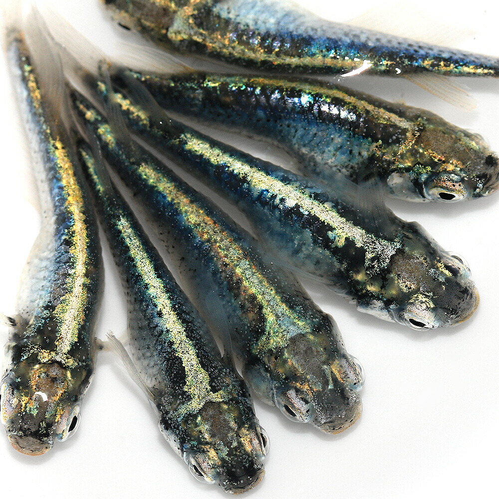 【楽天市場】（めだか）ゴジラメダカ 桃ちゃんメダカブリード（3匹）：charm 3980 楽天市場店