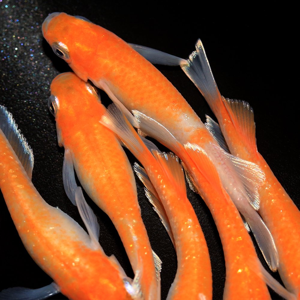 【楽天市場】（めだか）紅マドンナキッシングワイドフィン（5匹）：charm 3980 楽天市場店