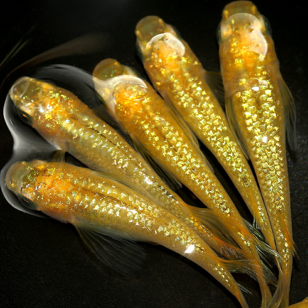 【楽天市場】（めだか）レクリスメダカ 桃ちゃんメダカブリード（3匹）：charm 3980 楽天市場店