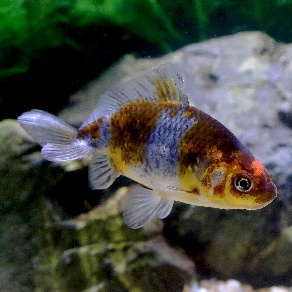 【楽天市場】（国産金魚）五色和金 志村養魚場産（1匹）：charm 3980 楽天市場店