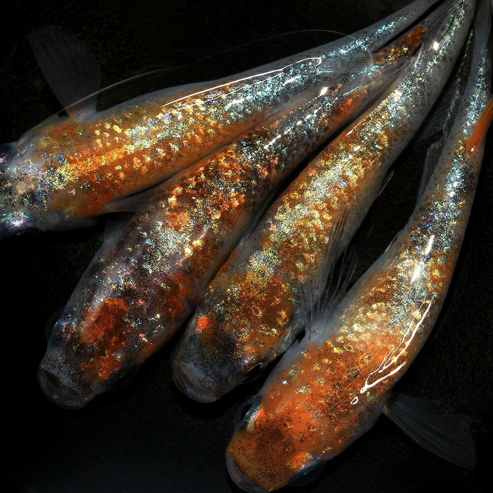 【楽天市場】（めだか）月華メダカ メダカ屋サバンナブリード（3匹）：charm 3980 楽天市場店