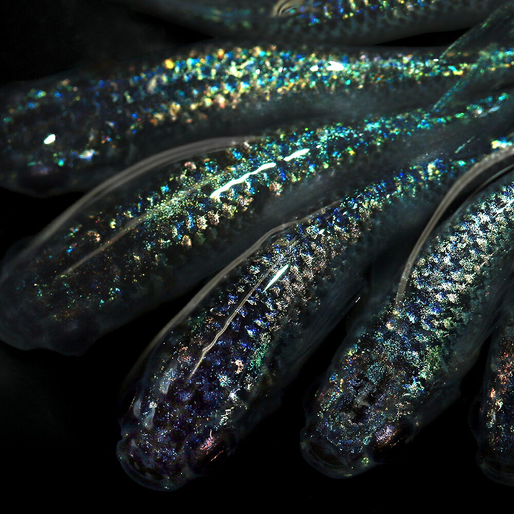 【楽天市場】（めだか）ネプチューンメダカ メダカ屋サバンナ直系（3匹）：charm 3980 楽天市場店