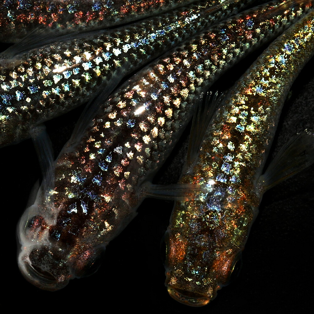 【楽天市場】（めだか）ネプチューン黄金メダカ メダカ屋サバンナ直系（5匹）：charm 3980 楽天市場店