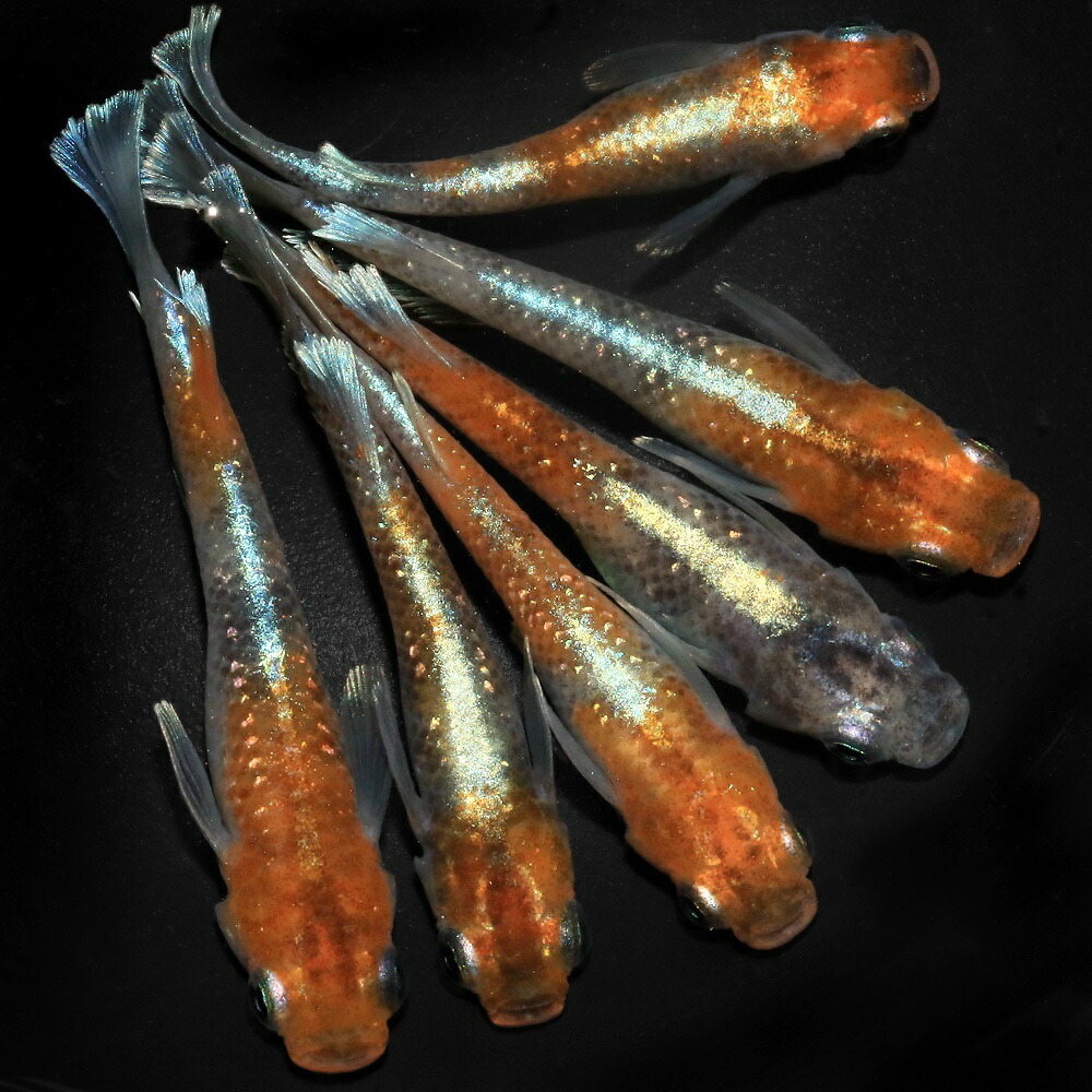 【楽天市場】（めだか）チェリーメダカ メダカ屋サバンナ直系（1ペア）：charm 3980 楽天市場店