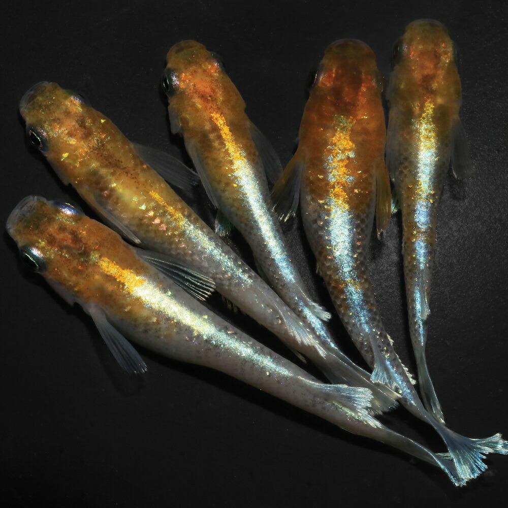 【楽天市場】（めだか）ダークチェリーメダカ メダカ屋サバンナ直系（1ペア）：charm 3980 楽天市場店