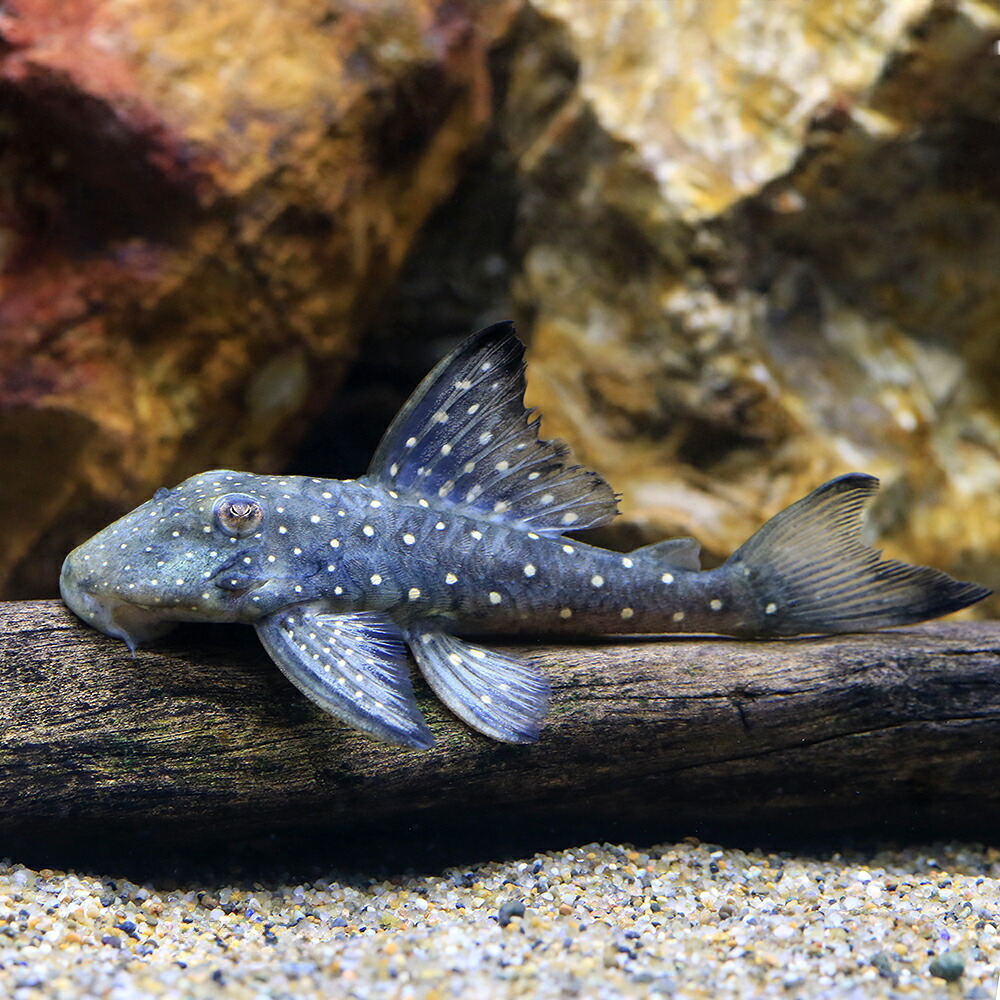 【楽天市場】（熱帯魚）ブラックファントム・プレコ（ワイルド）（1匹） 北海道航空便要保温：charm 3980 楽天市場店